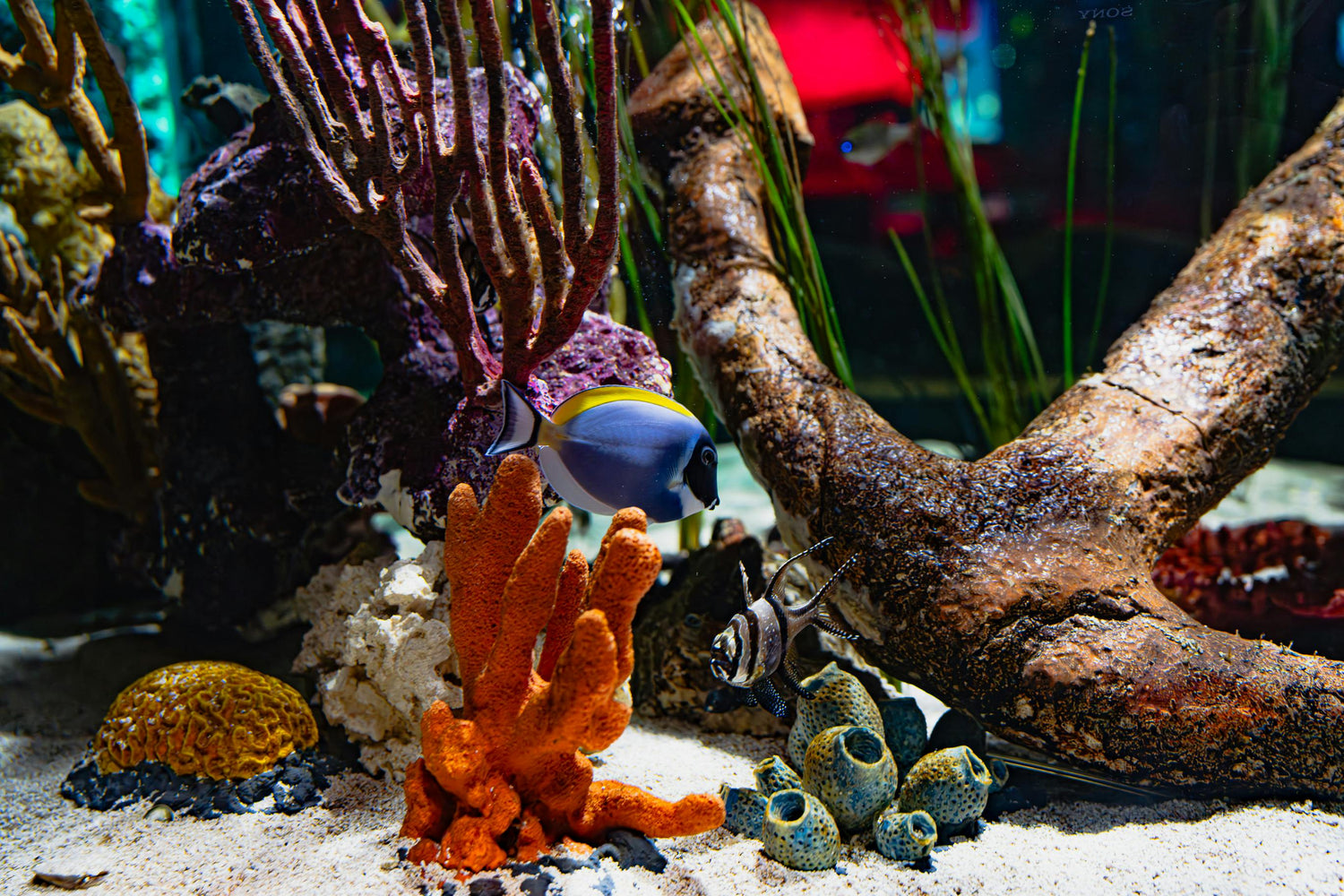 Beginner’s Guide to Setting Up a Reef Tank: Everything You Need to Kno ...